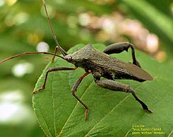 Papua Insects Foundation (Hemiptera/Heteroptera)